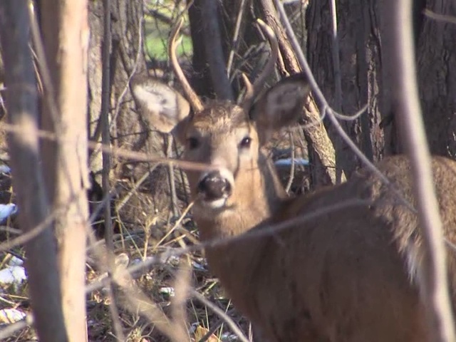 Lottery for controlled deer hunt in Edison Woods Metropark looks for ...
