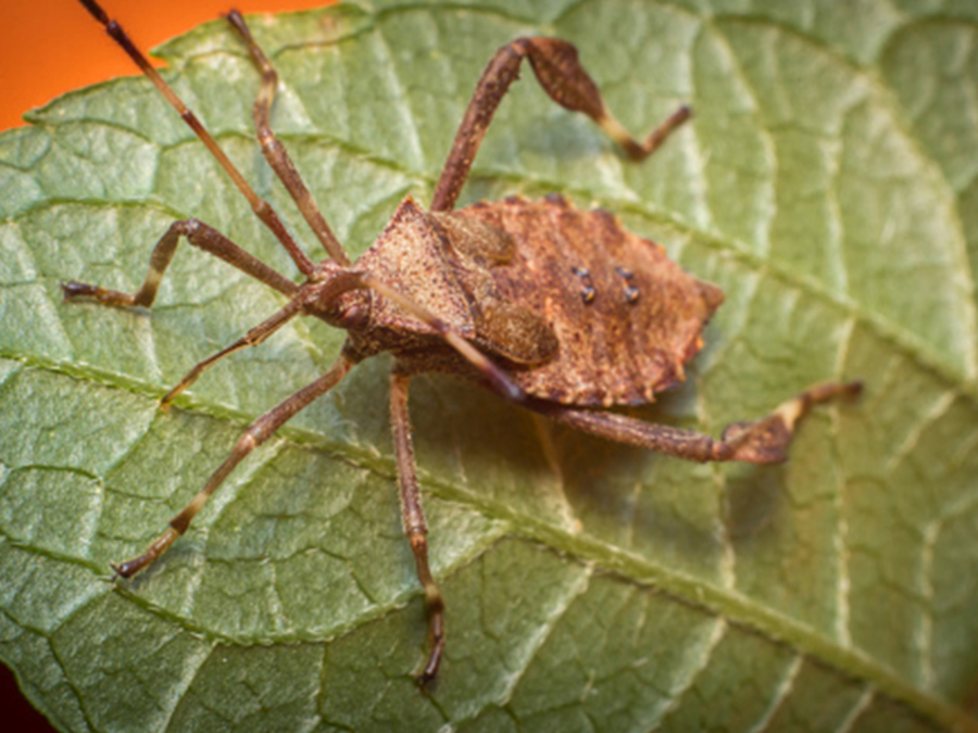 Stink bugs invade Ohio before winter - News 5 Cleveland