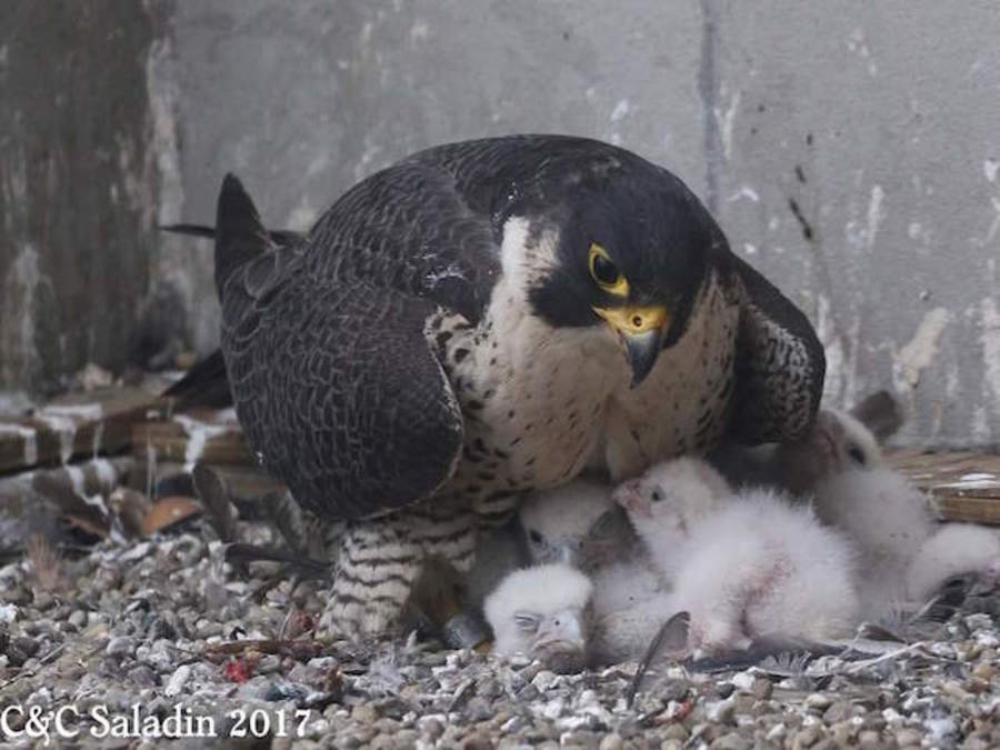 Peregrine falcon parents are raising a family of five chicks at ...