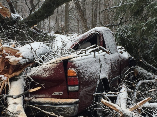 120-foot tree falls onto Fairview Park home during winter storm - News ...
