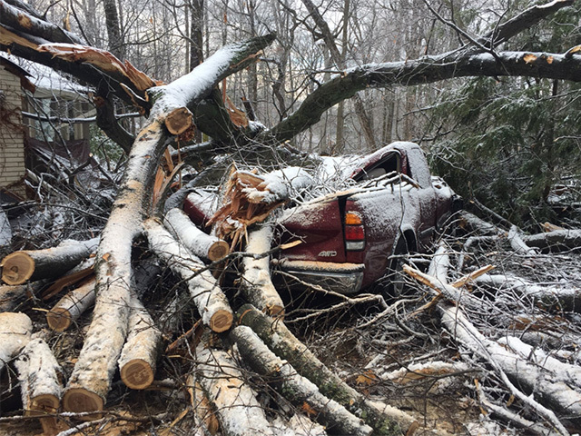 120-foot tree falls onto Fairview Park home during winter storm - News ...