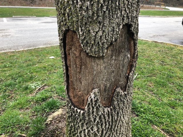 This invasive insect entered Ohio 15 years ago, and it continues to be ...