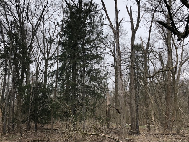 This invasive insect entered Ohio 15 years ago, and it continues to be ...