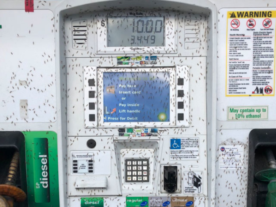 The midges are back with a vengeance in Northeast Ohio, and they are ...