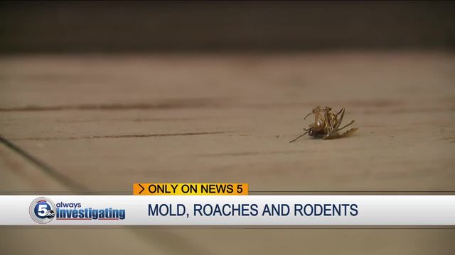 Rodents, roaches, other problems persist at low-income housing ...