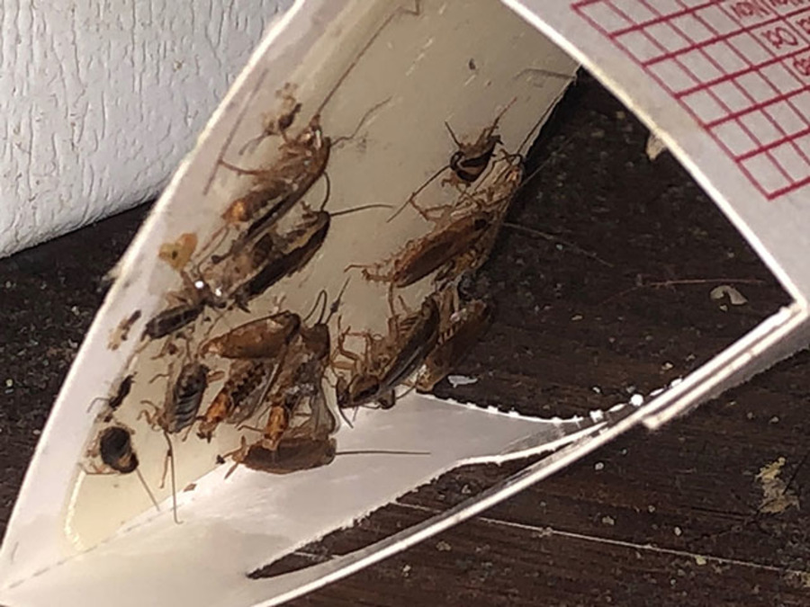 Rodents, roaches, other problems persist at low-income housing ...