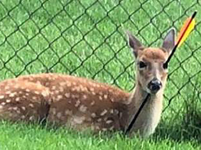 Deer with crossbow bolt through head on the loose in Parma area ...